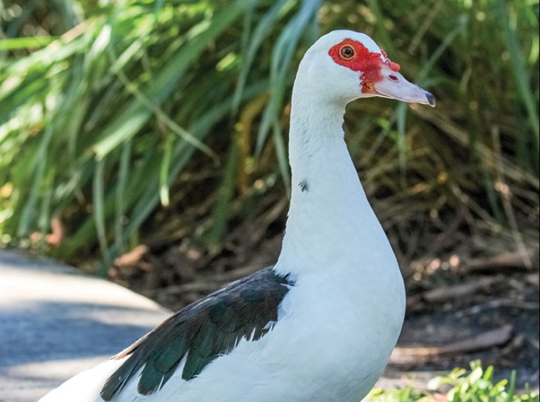 University removes number of invasive Muscovy ducks - The Miami Hurricane
