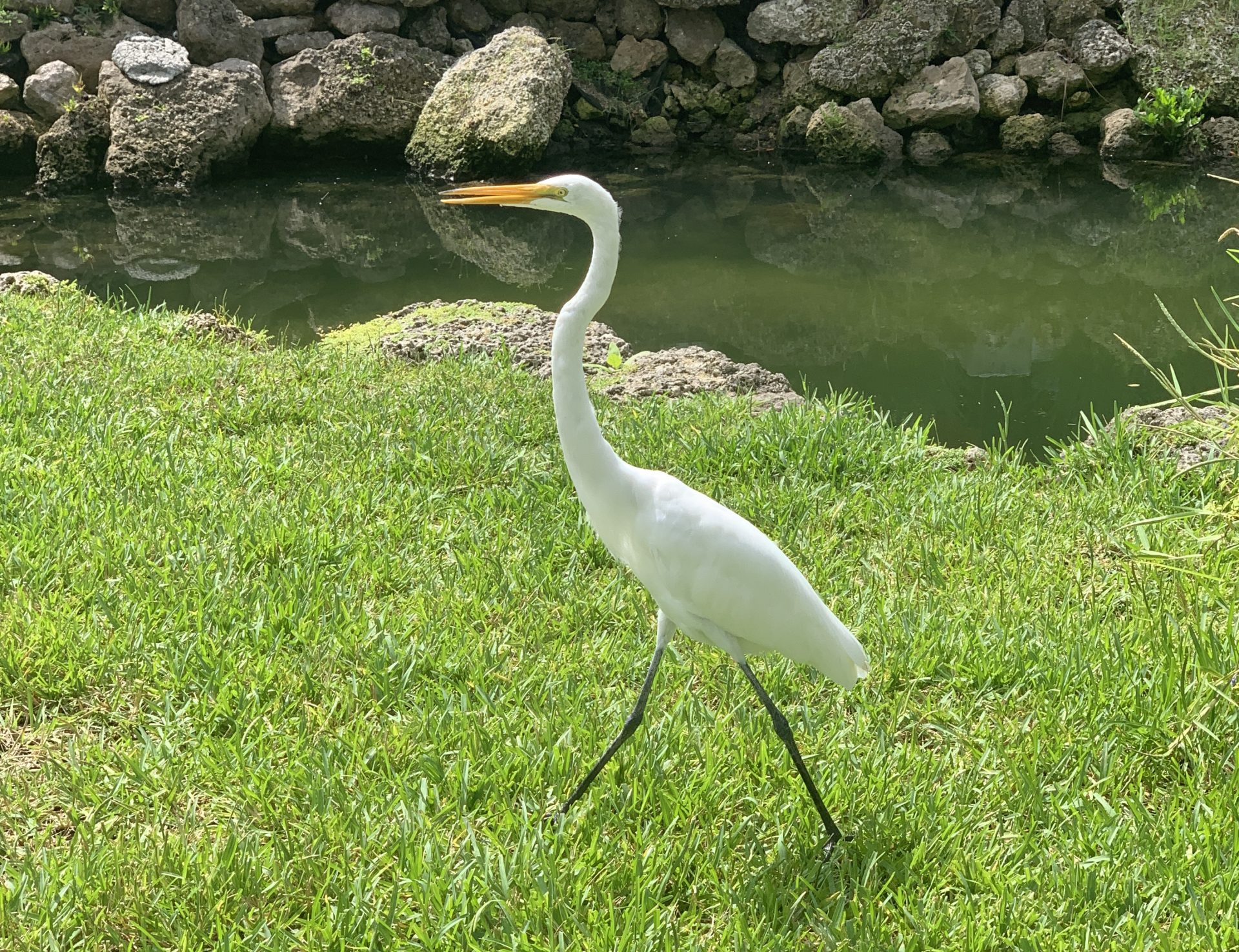 Birds of the U: Capturing a natural aviary in our own backyard - The ...